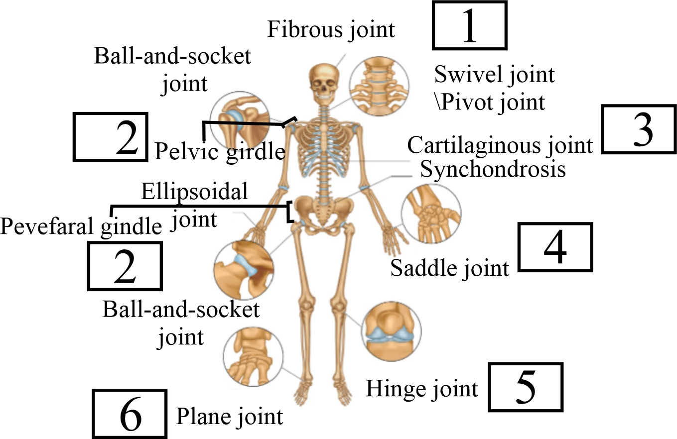 Muscular & Skeletal System, Joints, and Related Disorders – Complete ...